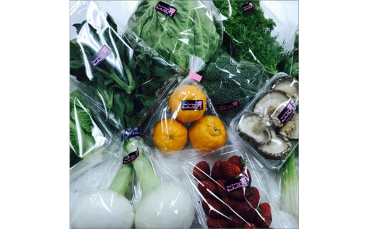 農業姉妹がこだわって栽培！旬の厳選野菜8種 半年定期便【024B-007】 / 大阪府泉南市 | セゾンのふるさと納税