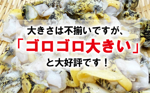 北海道鹿部町産 訳あり ”前浜ボイルつぶ ” 1kg 灯台つぶ（500g×2袋）つぶ貝 ツブ貝 海鮮 海産 刺身（北海道鹿部町） | ふるさと ...