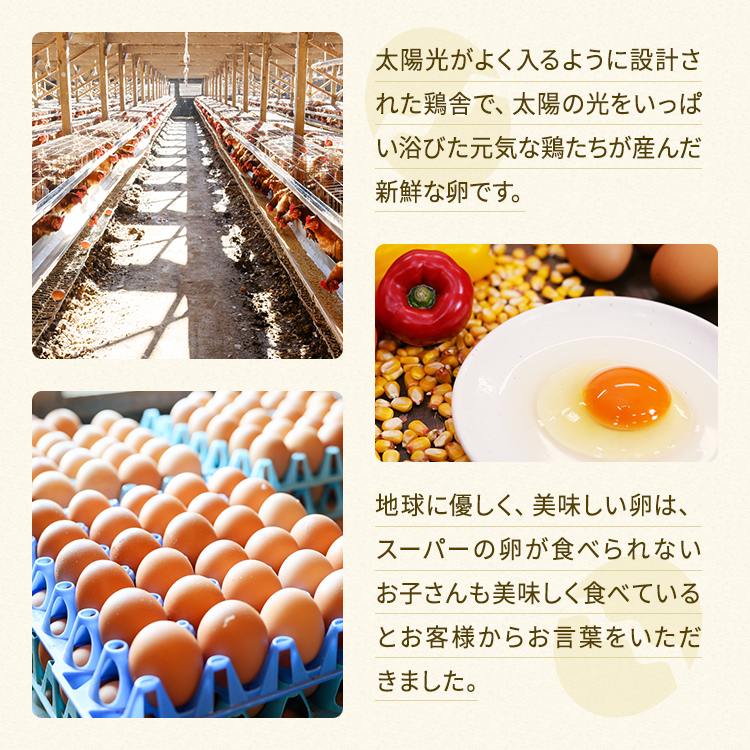 関匠卵 たくみ50個 ※北海道・沖縄・離島への配送不可 | 卵 50個 赤玉 玉子 たまご タマゴ 生卵 鶏卵 生みたて 産みたて 新鮮 濃厚 健康 TKG たまごかけごはん ご飯のお供 国産 ...