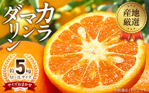 ZA95008_Y_【直営限定】産地厳選 カラマンダリン 約5kg(M～3L・混合サイズ)【紀州グルメ市場】 | 和歌山県湯浅町ふるさと納税特設サイト「ゆあさんぽ」