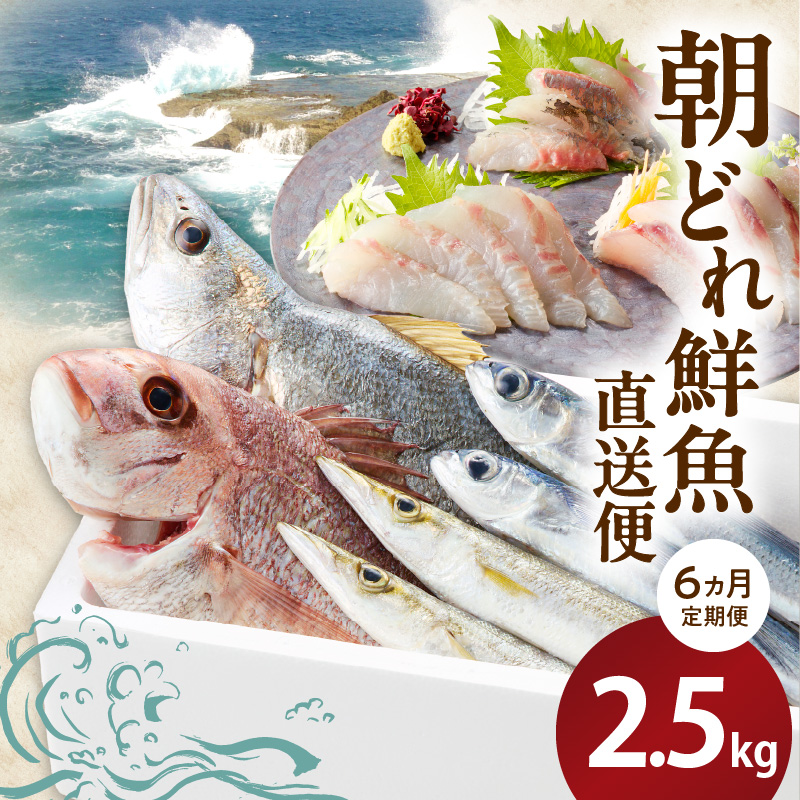 【6ヶ月定期便】大和海商の朝どれ鮮魚直送定期便2.5kg×6回 N072-YE094 / 宮崎県延岡市 | セゾンのふるさと納税